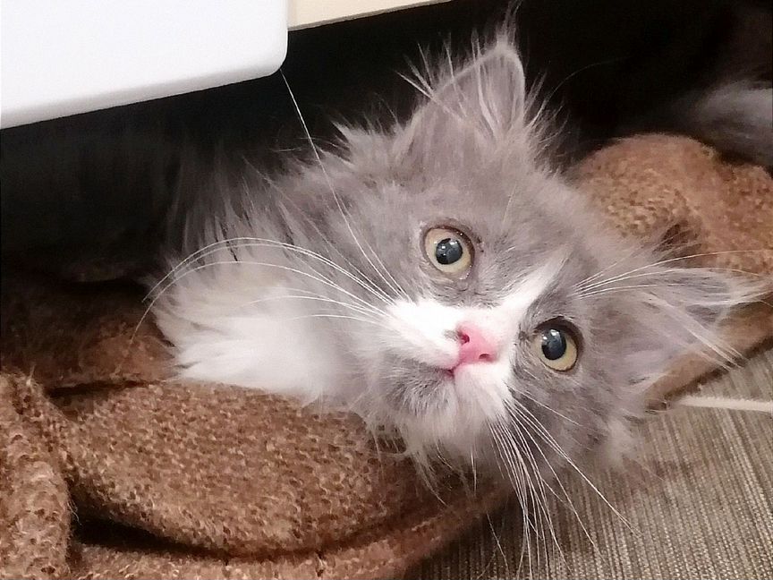 Котенок нуждается в доме