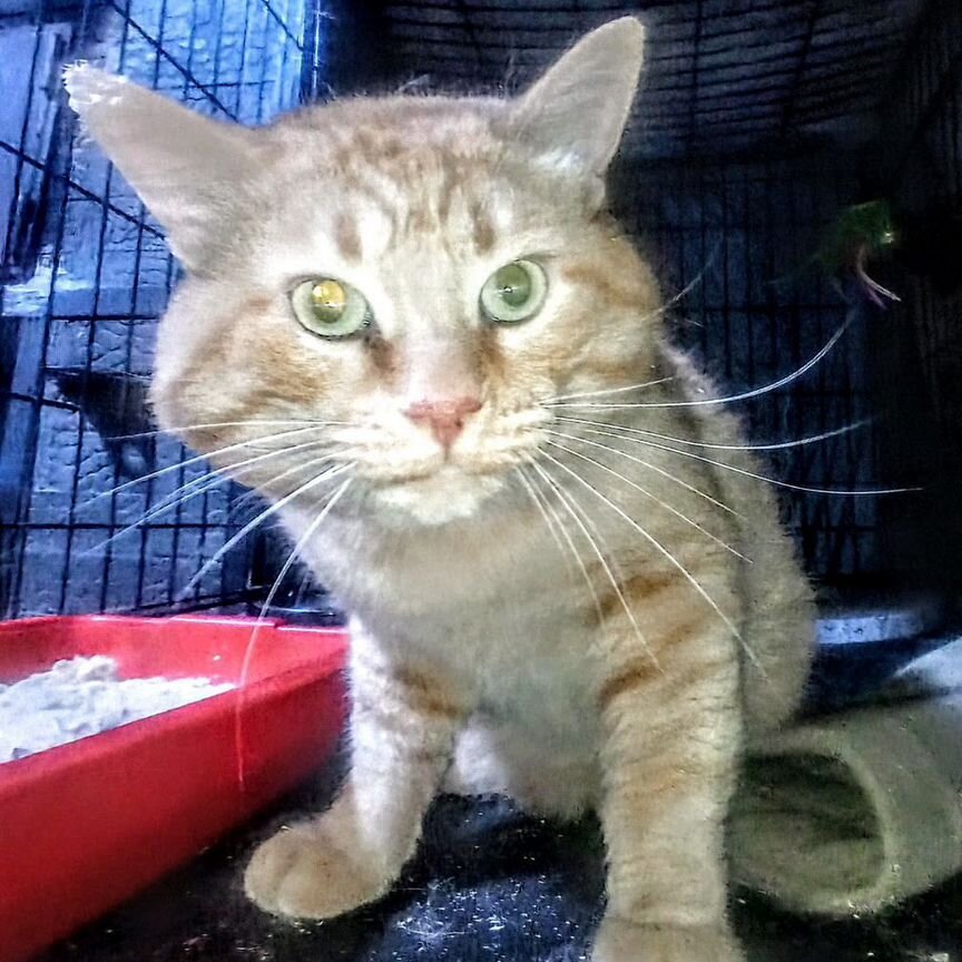 Взрослый кот в добрые руки