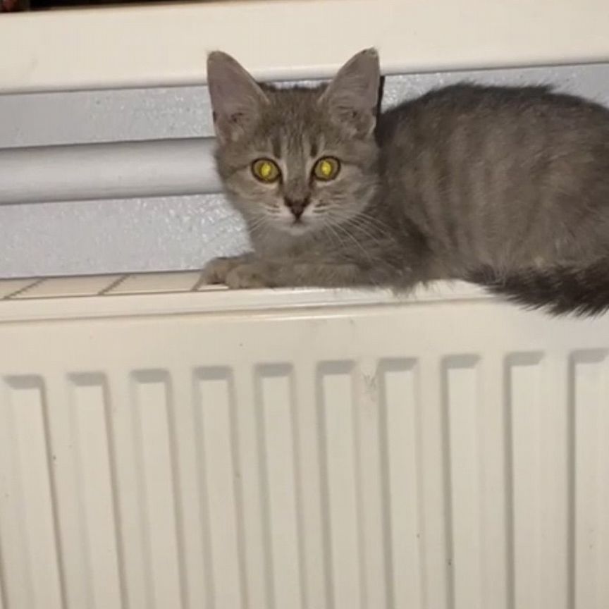 Кошка