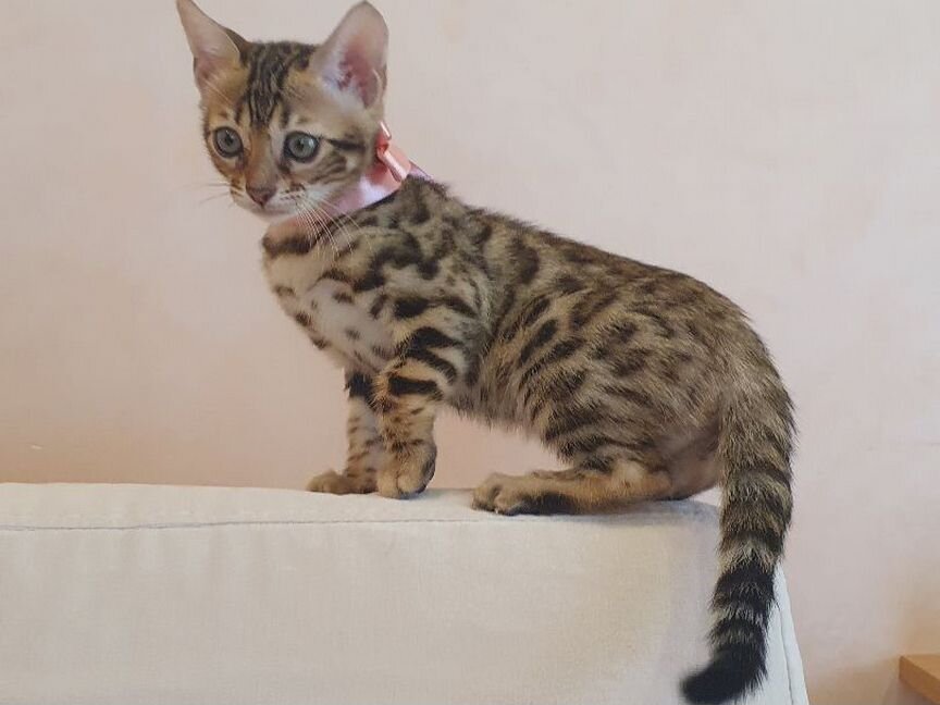 Бенгальские котята