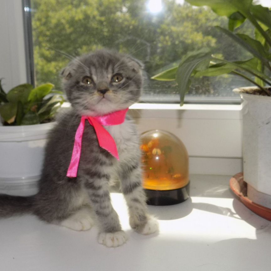 Шотландский вислоухий короткошёрстный котёнок