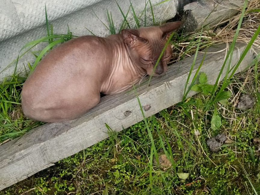 Прибился котенок, ухоженный, может кому то нужен