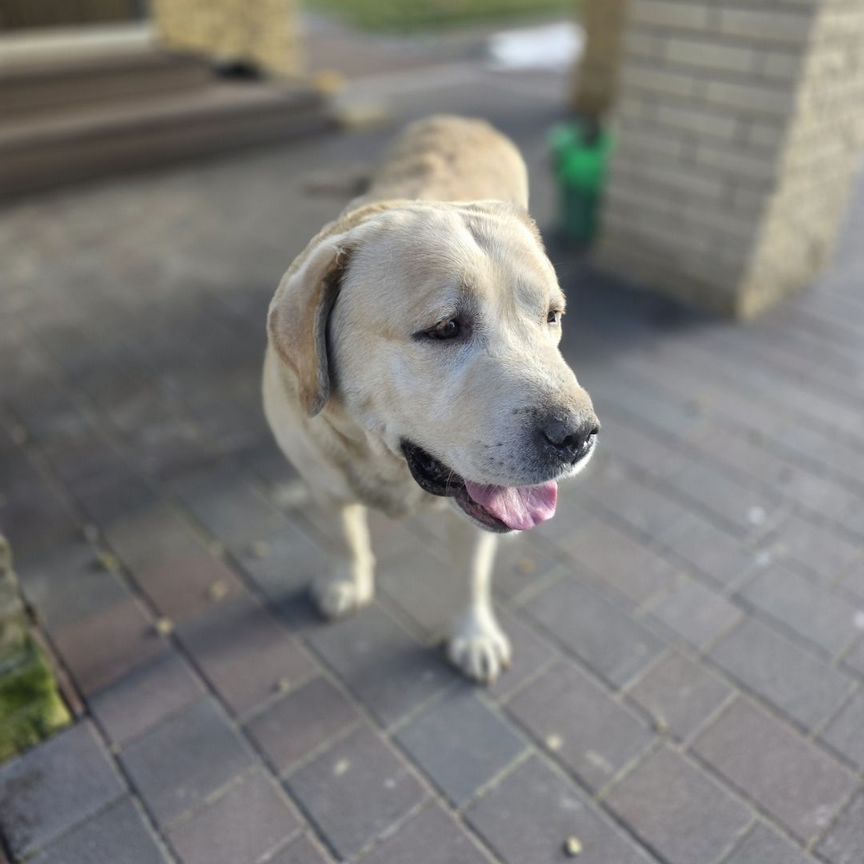 Лабрадор-ретривер, взрослая собака