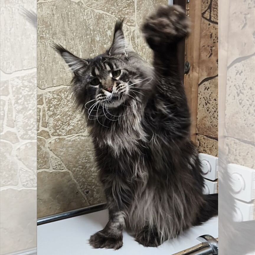 Мейн-кун котёнок