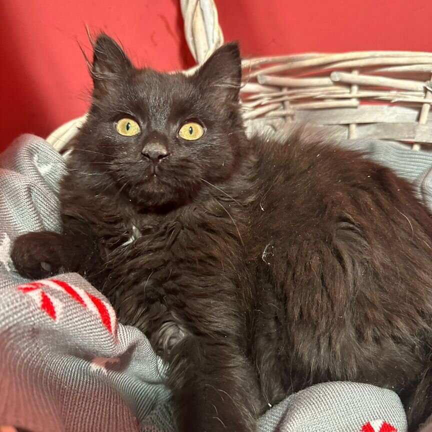 Котенок полусибиряк в дар