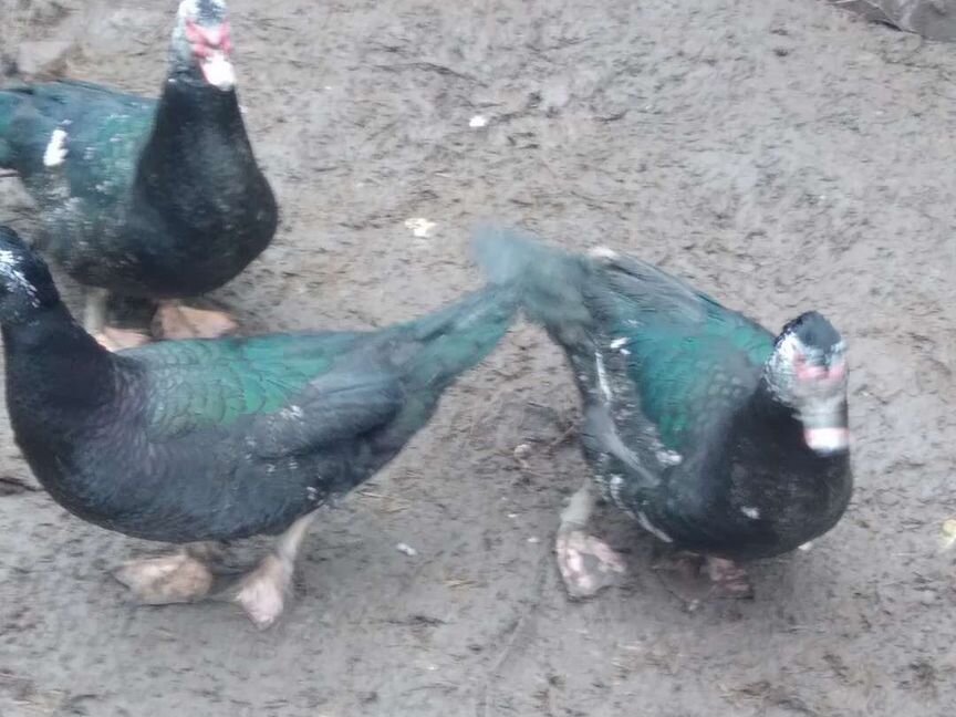 Индоутка мускусная утка тушка