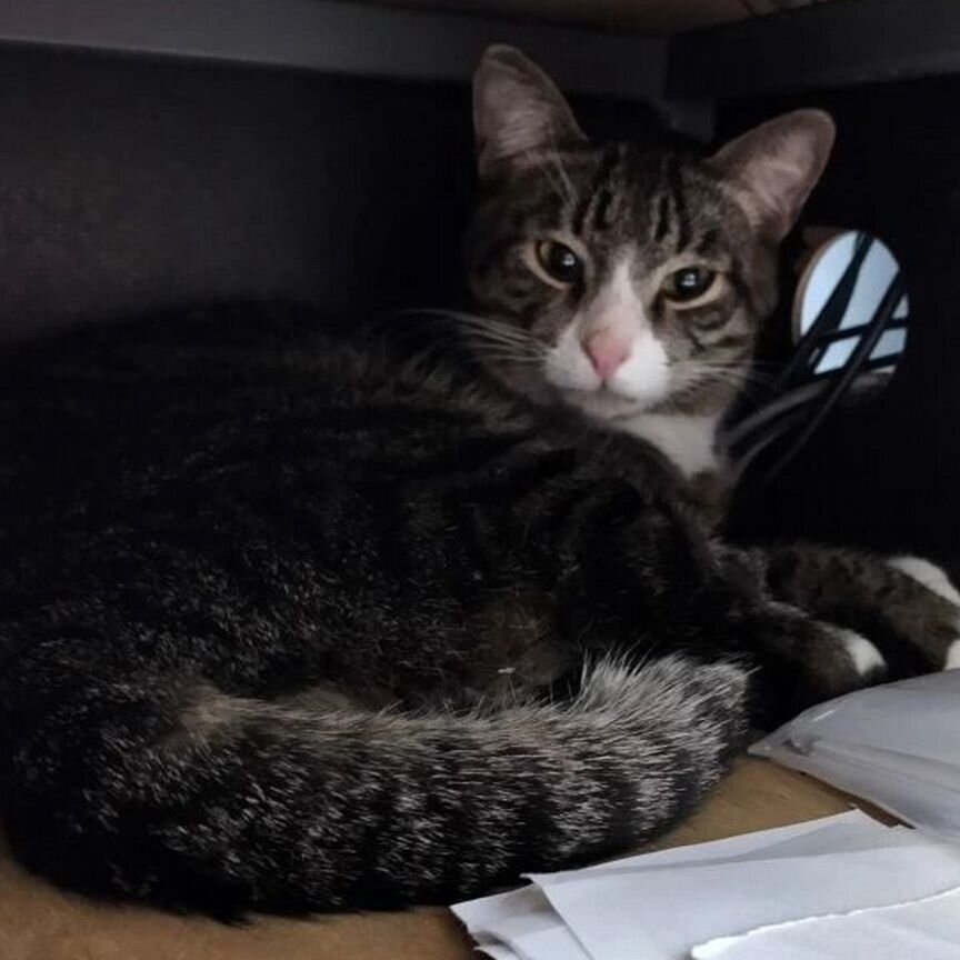 Взрослый кот в добрые руки