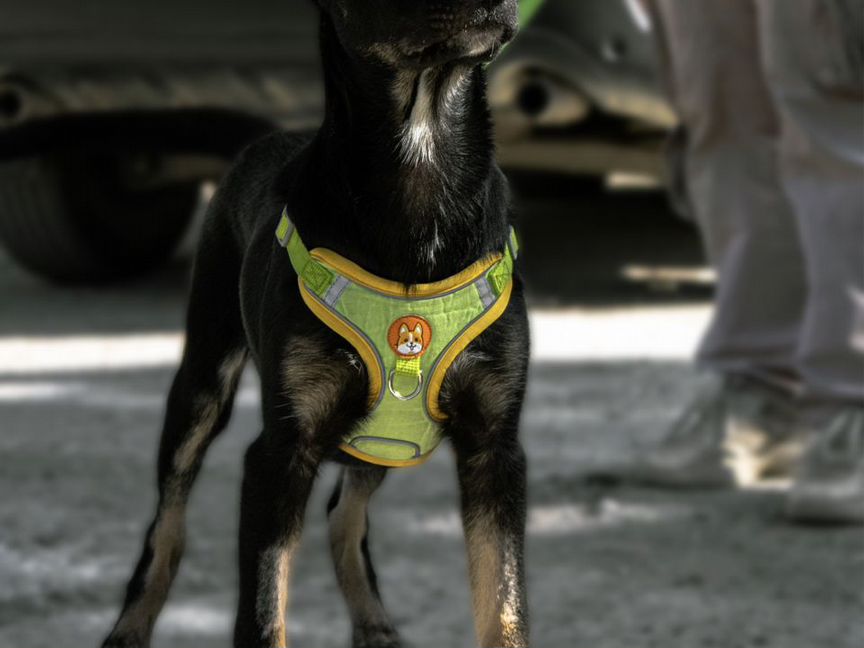 Малыш Карай