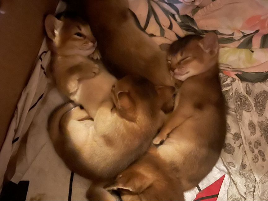 Абиссинские котята