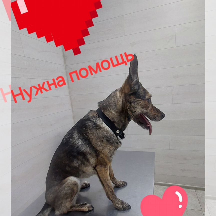 Взрослая собака в добрые руки