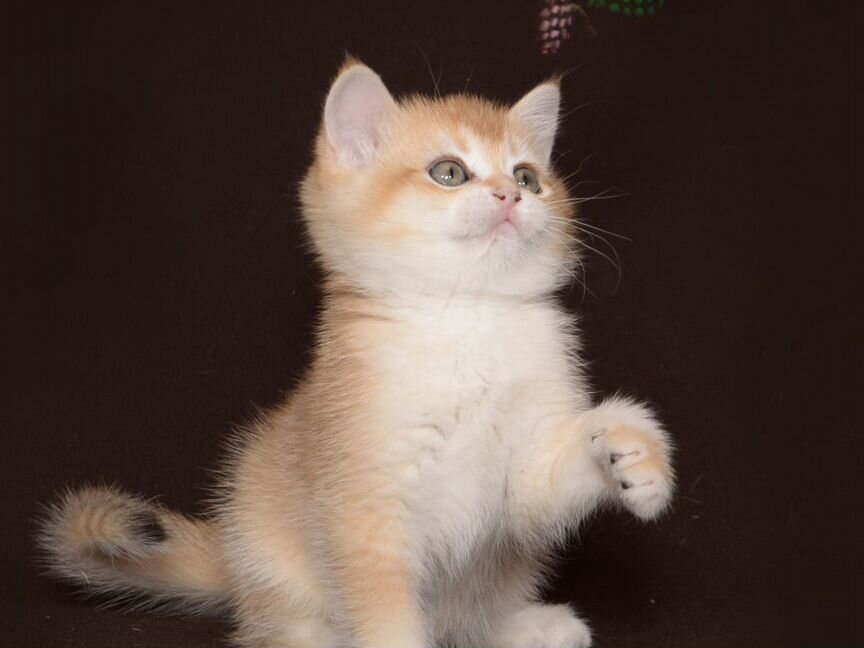 Котята шотландские