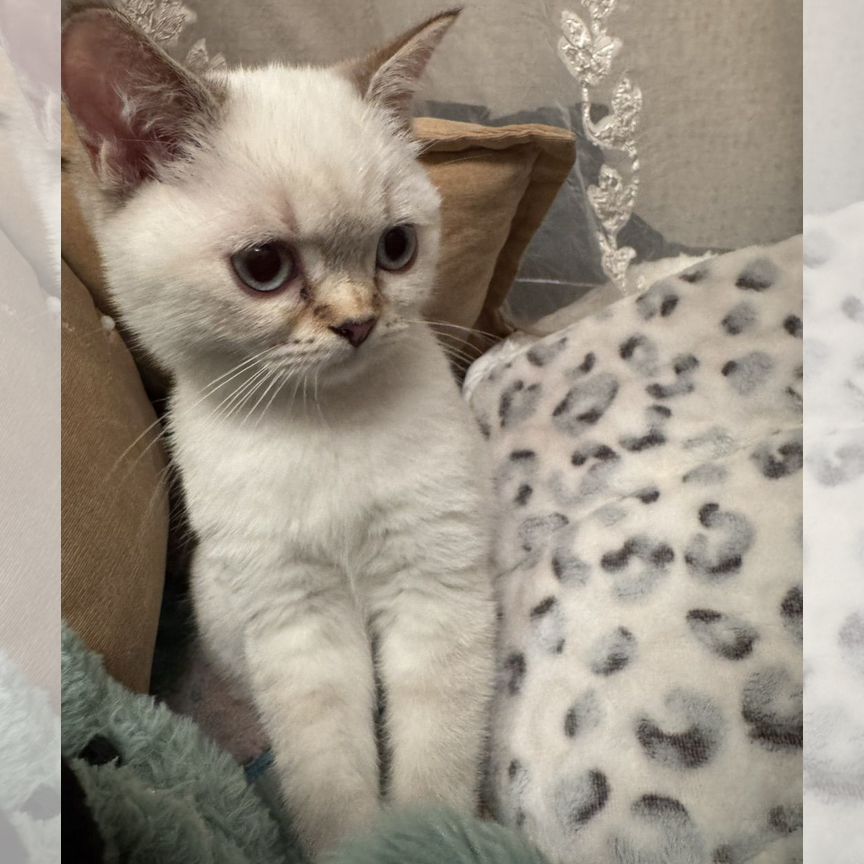 Белый британский котенок (короткошерстный)