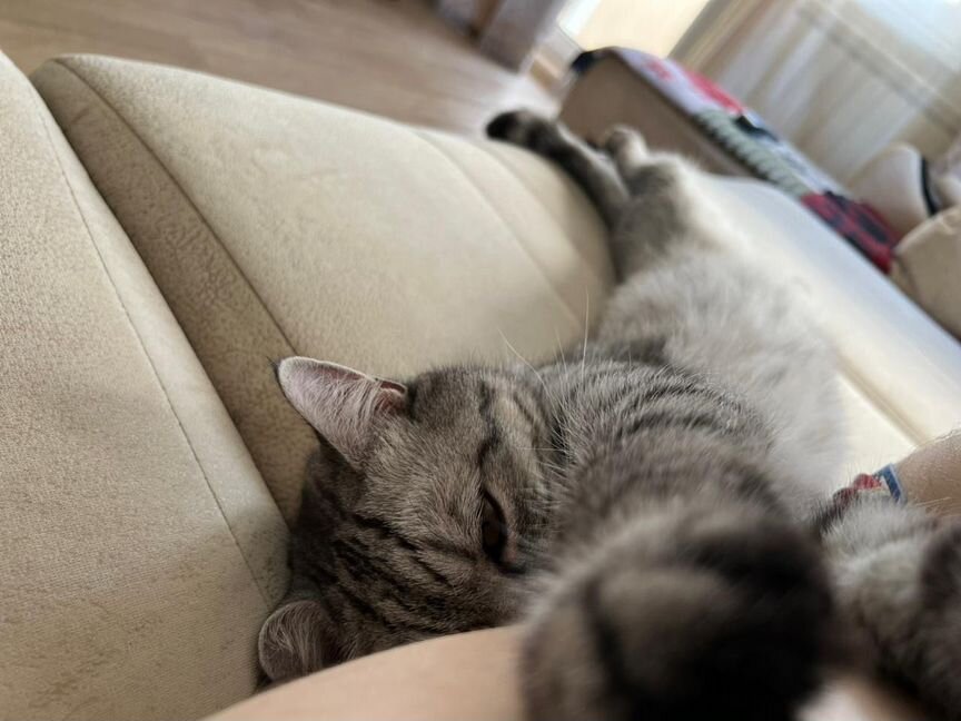 Кот шотландец 2.5 года