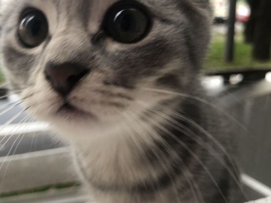 Кошка