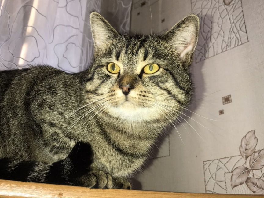 Шотланский кот и Британский кот