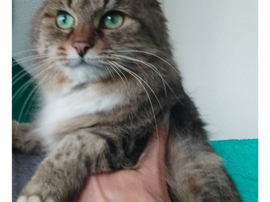 Кошка в добрые руки