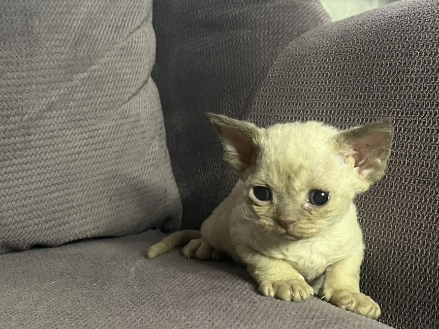 Котята девон-рекс