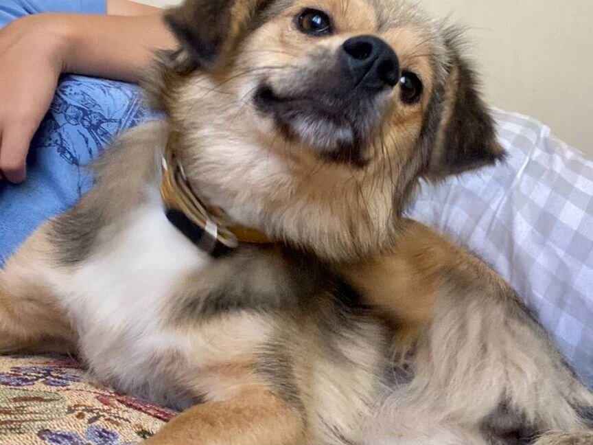 Флаффи маленькая собачка в дар