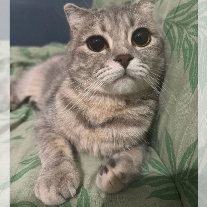 Помочь кошечке