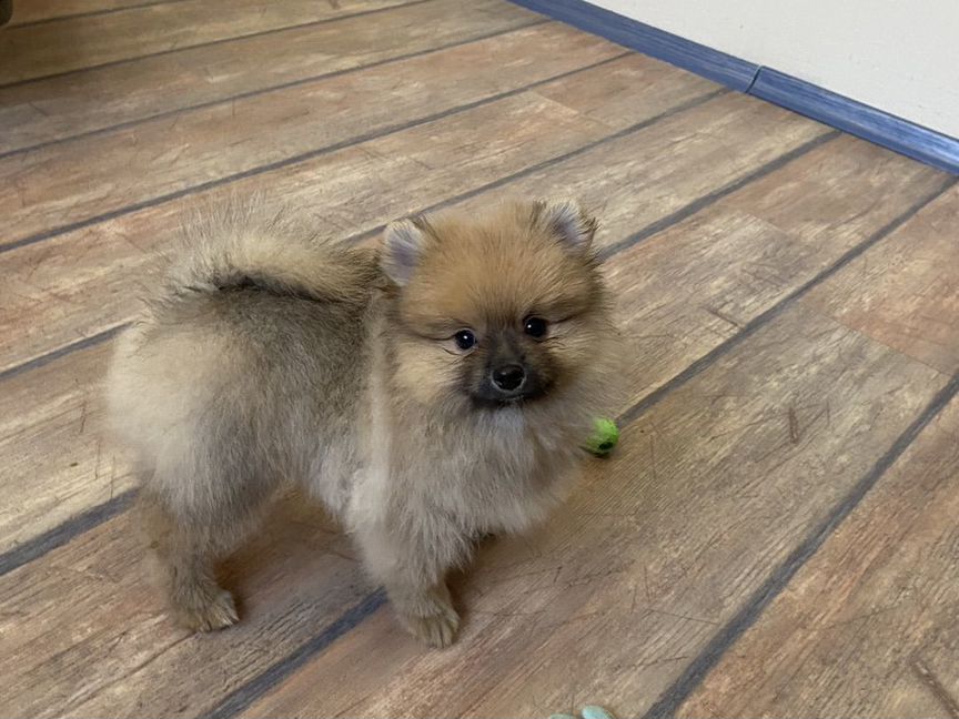 Предлагаем мальчика шпица, Рокки, 3 мес