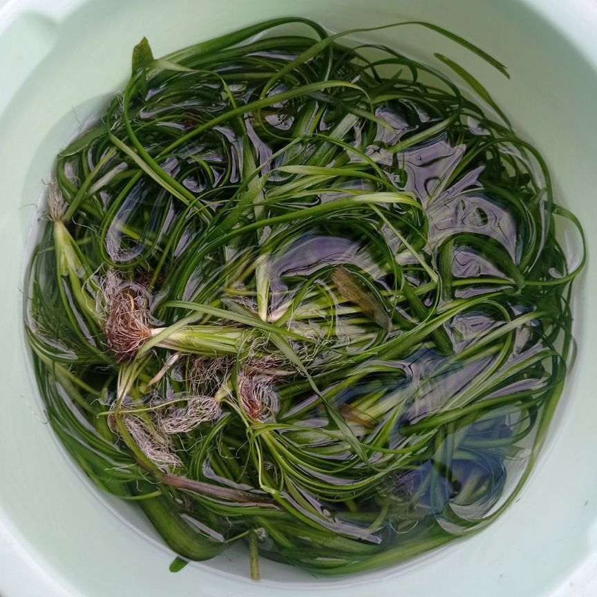 Водоросли для аквариума