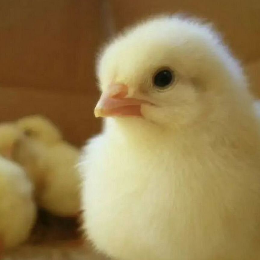 Цыпленок бройлера