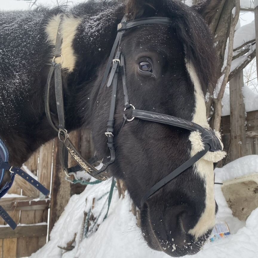 Уздечка для лошади