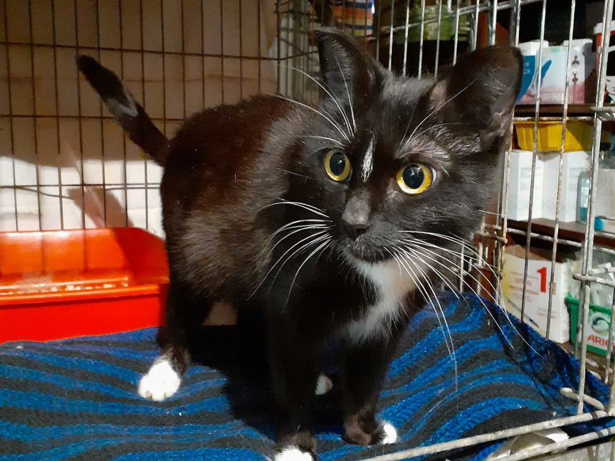 Кошечка из приюта ищет дом