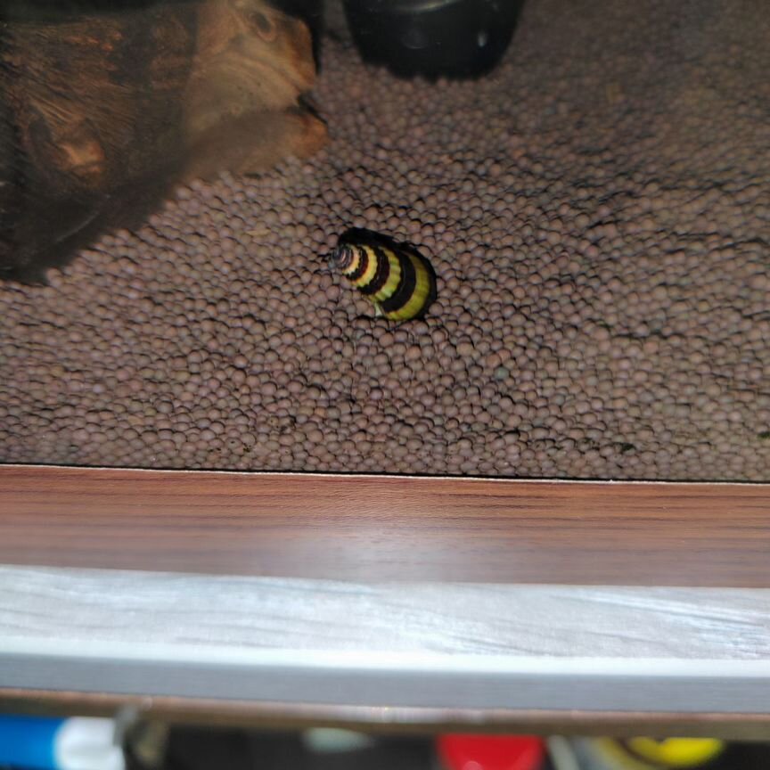 Улитка хелена