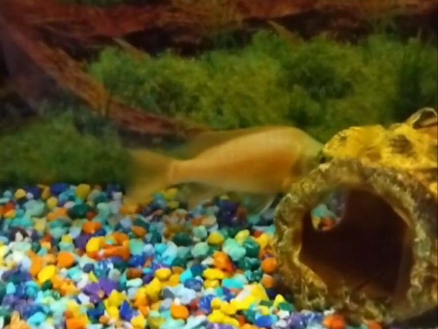 Рыбки цихлиды