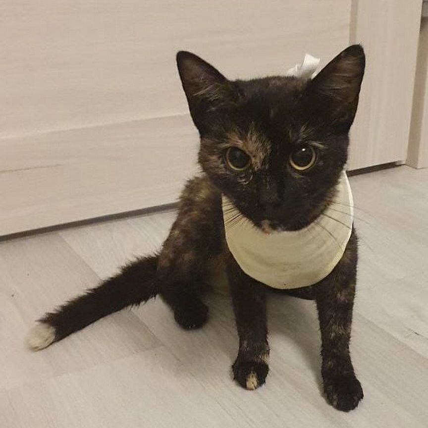 Кошка в добрые руки