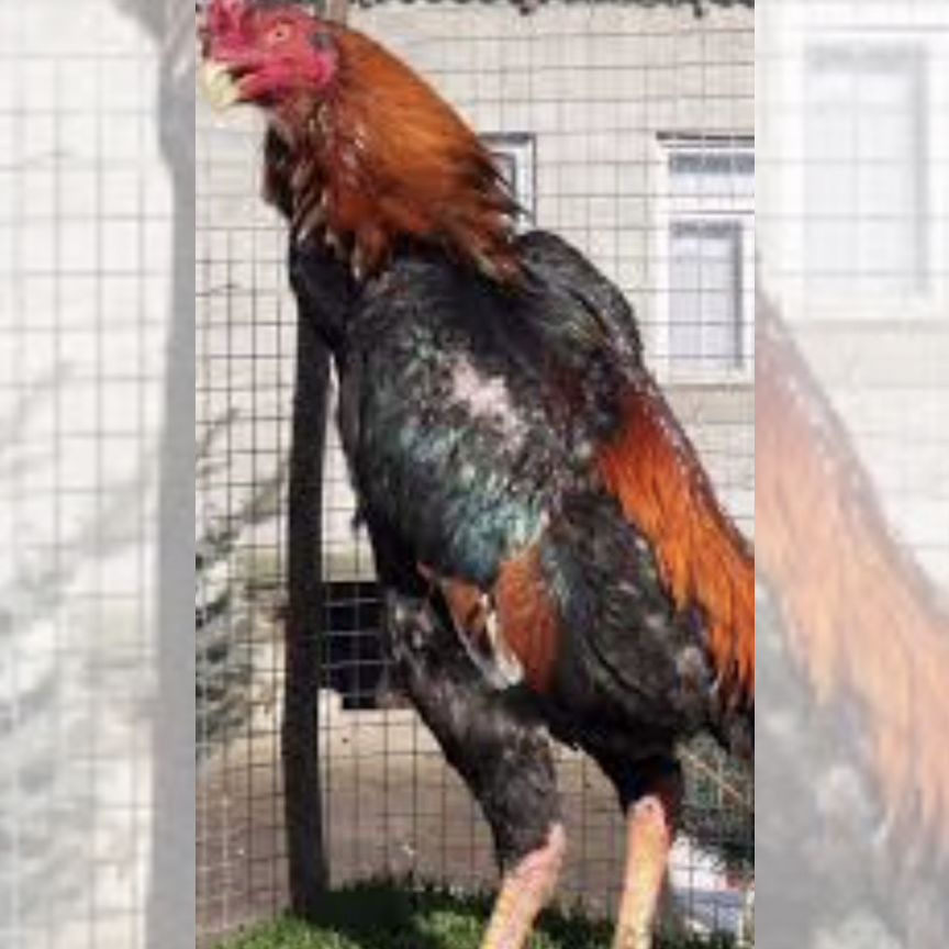 Бойцовые куры о шамо