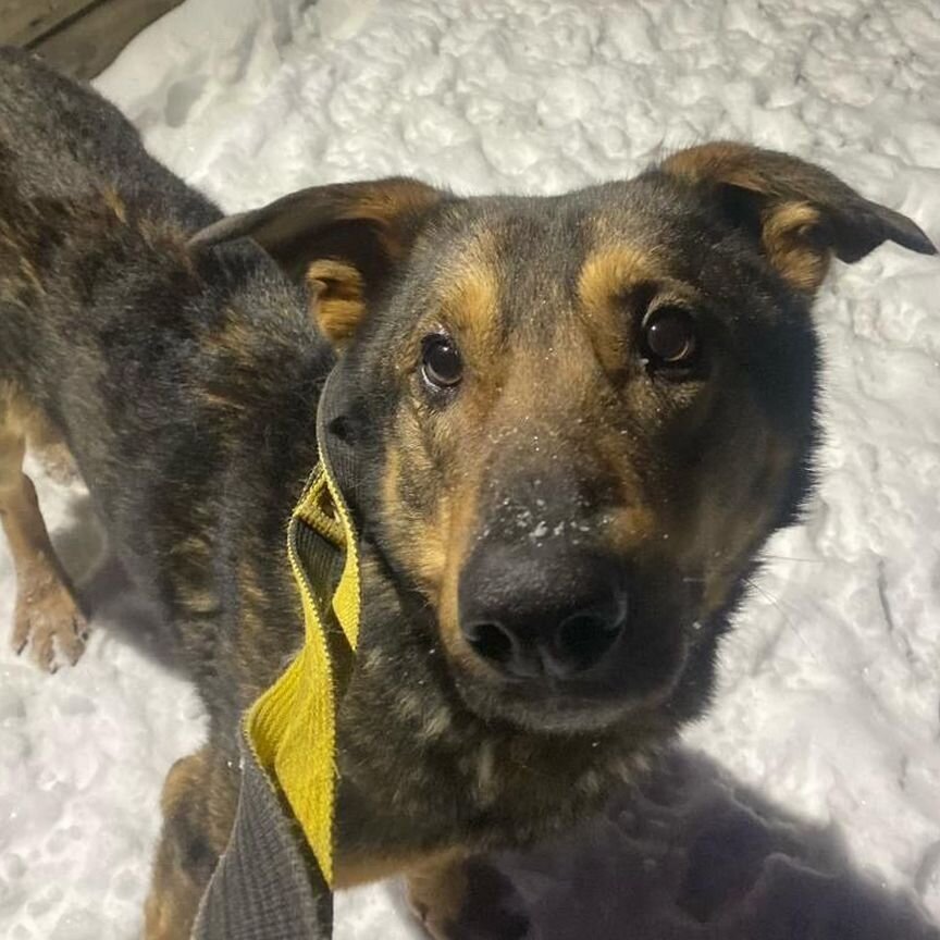 Собака Табаки ищет дом