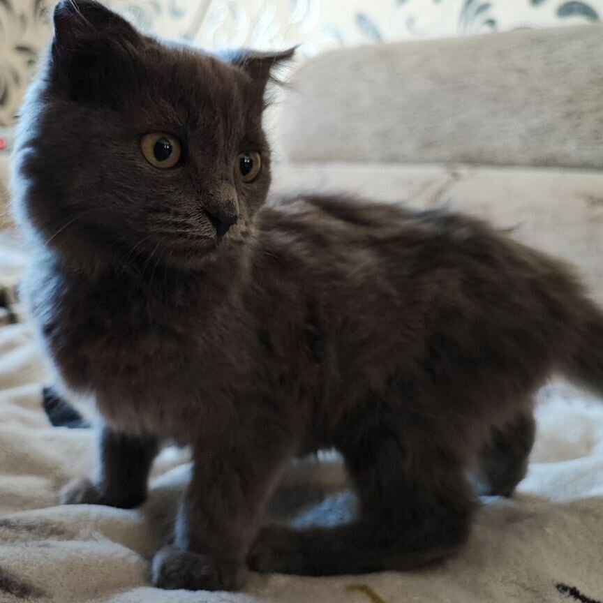 Породистые котята в добрые руки бесплатно