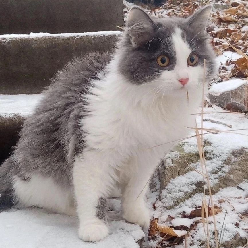 Нужна передержка/новый дом