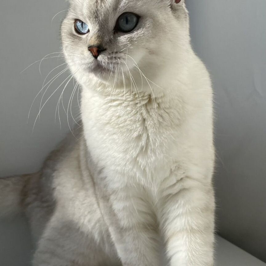 Британский кот на вязку