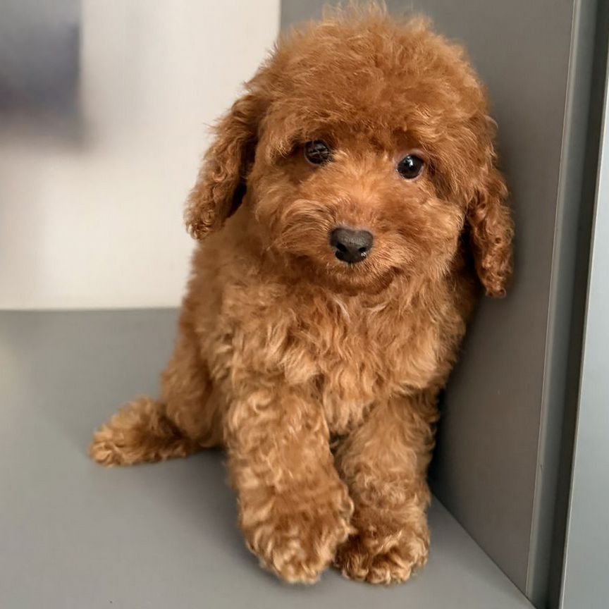 Пудель, щенок