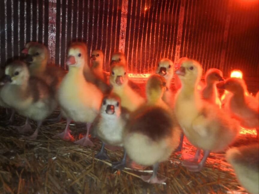 Гусята суточные