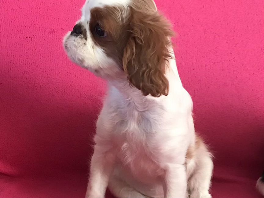 Кинг чарльз спаниель девочка