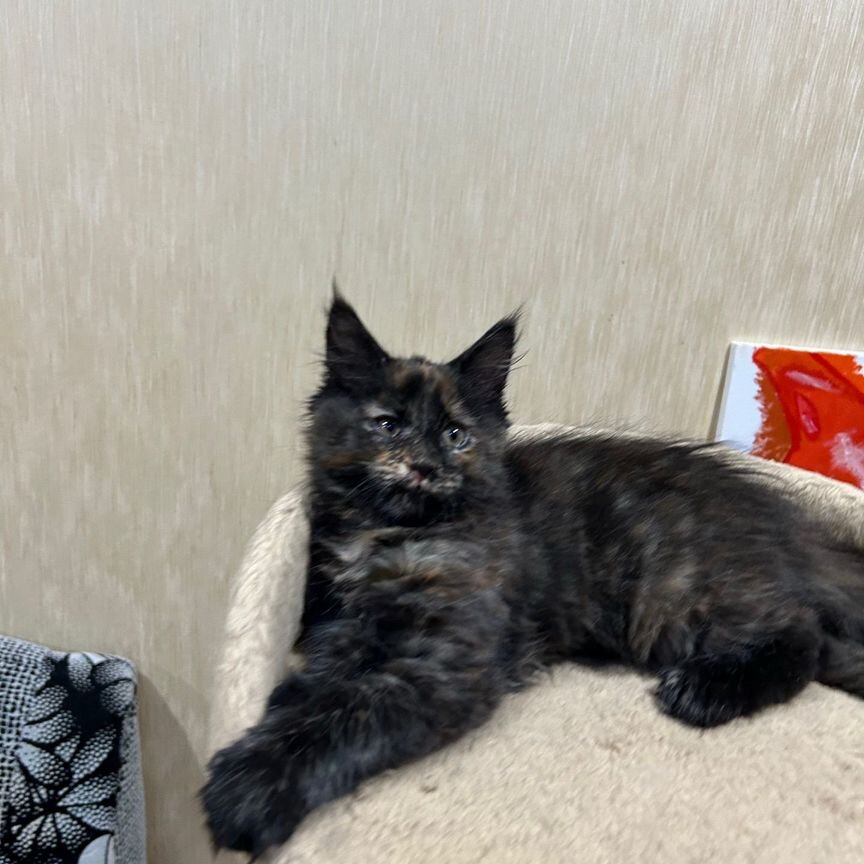 Продаются котята породы Мейн - кун