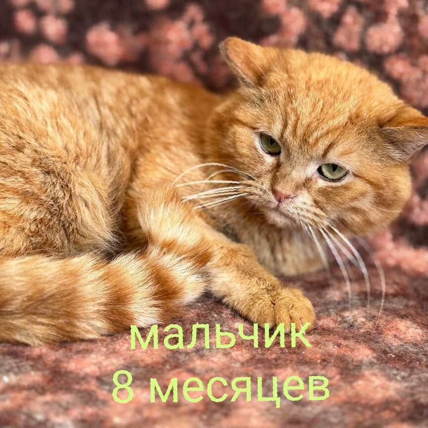 Сибирский котёнок