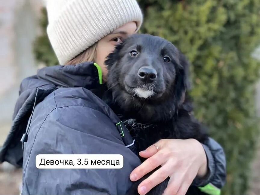 Собака в добрые руки