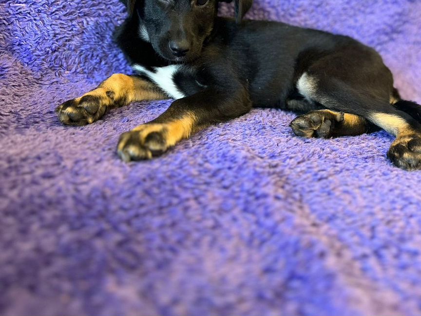 Щенок в добрые руки