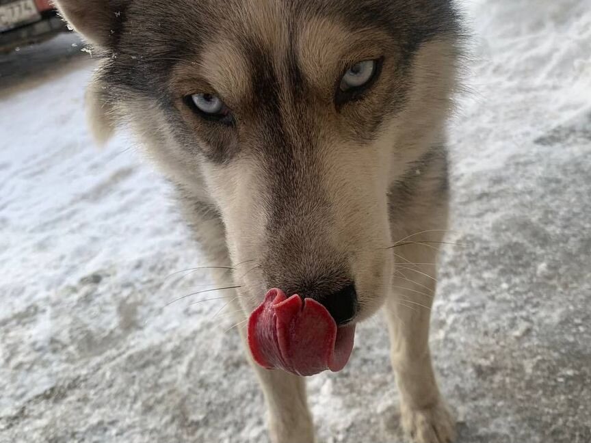 Хаски лайка сибирская потеряшка