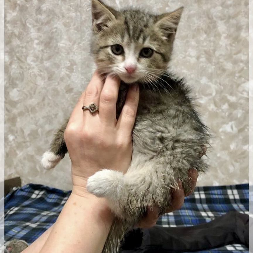 Котёнок в добрые руки