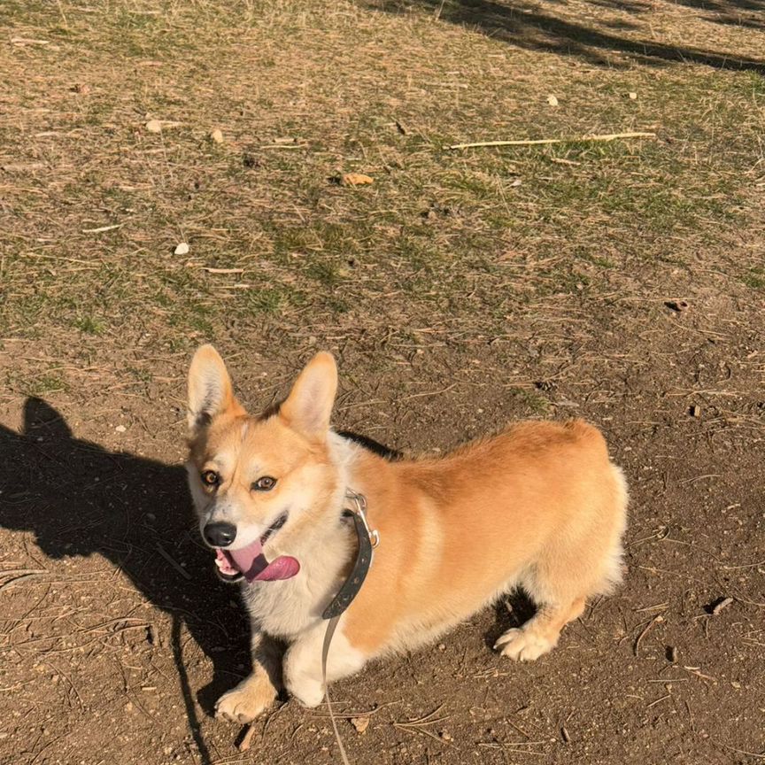 Найдена собака вельш-корги-пемброк