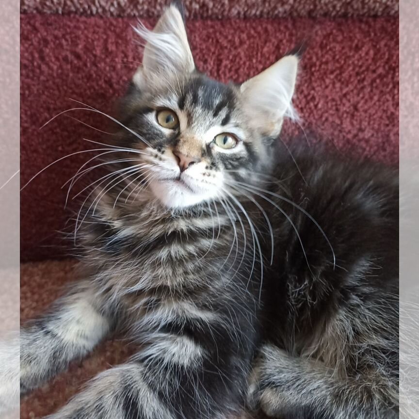 Мейн-кун котёнок