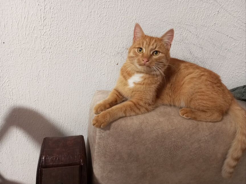 Рыжий кот