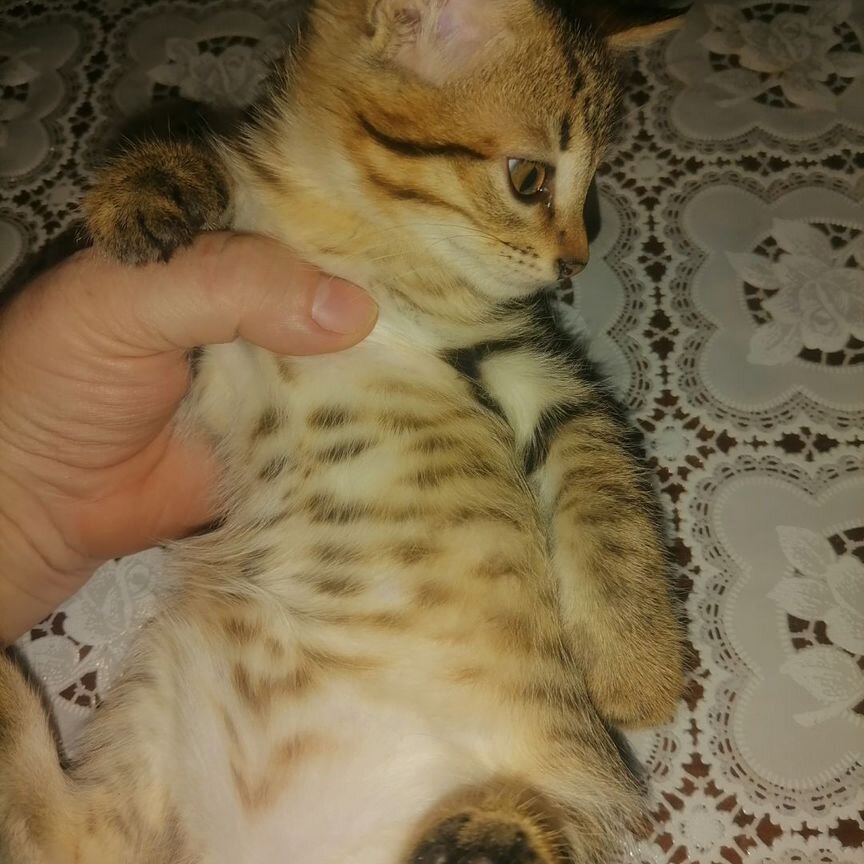 Котик - тиграша