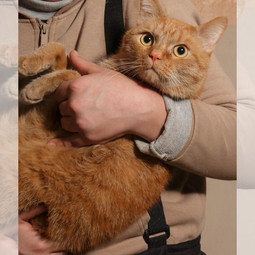 Котик Лео